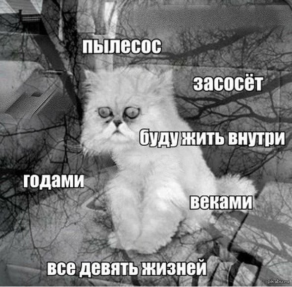 Кот и пылесос | Пикабу