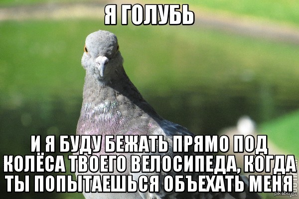Вредные голуби >:( | Пикабу