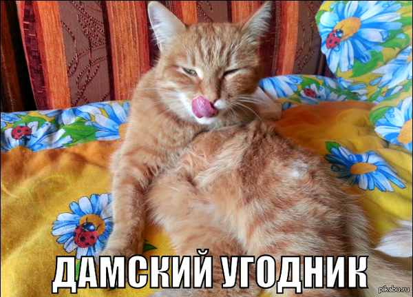 Дамский угодник | Пикабу