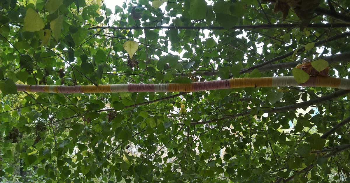 The Wonder Tree | Пикабу