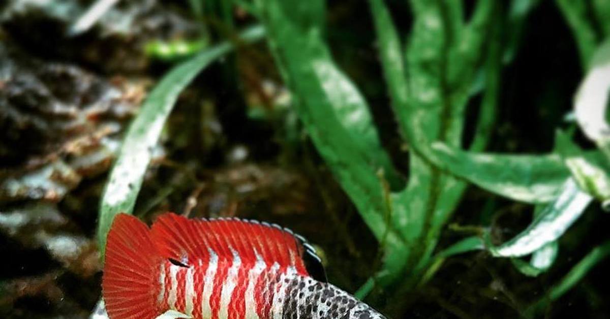 Badis “Black Tiger” | Пикабу