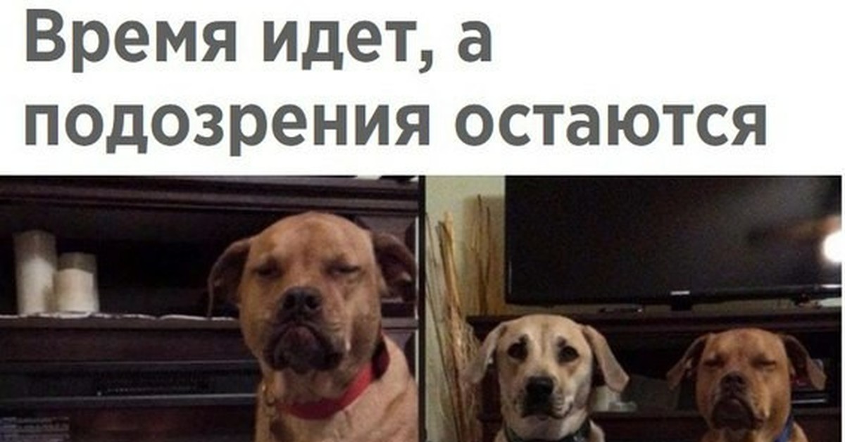 Собака подозревака | Пикабу