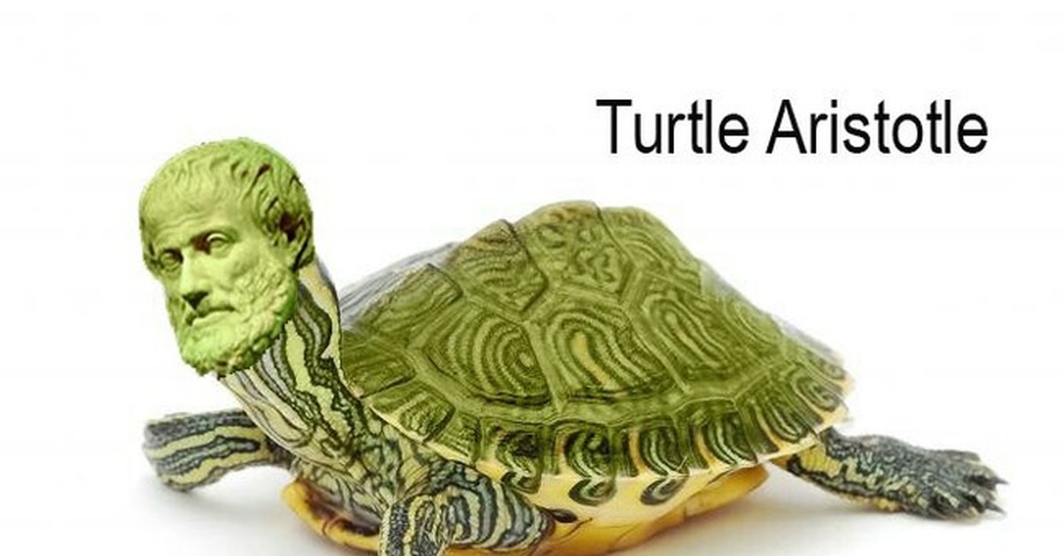 Turtle Aristotle | Пикабу