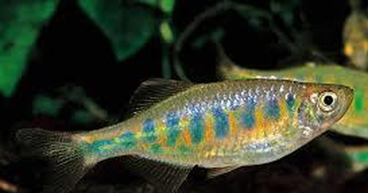 Данио Инле (Devario auropurpureus) | Пикабу