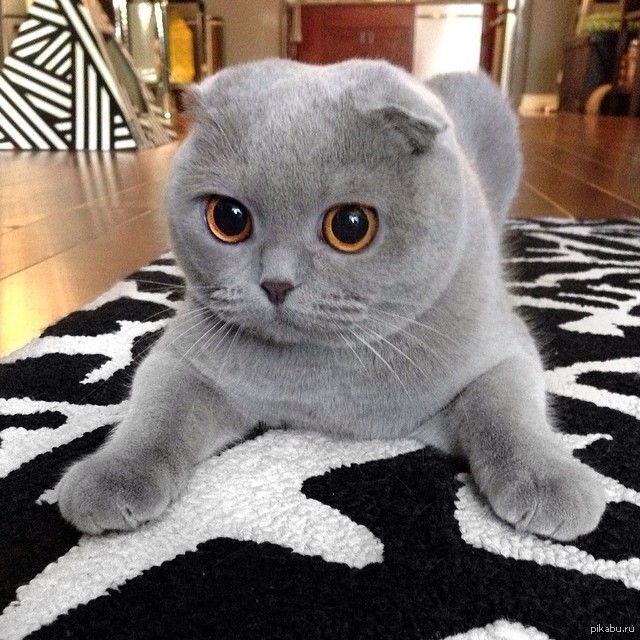 Котейка | Пикабу
