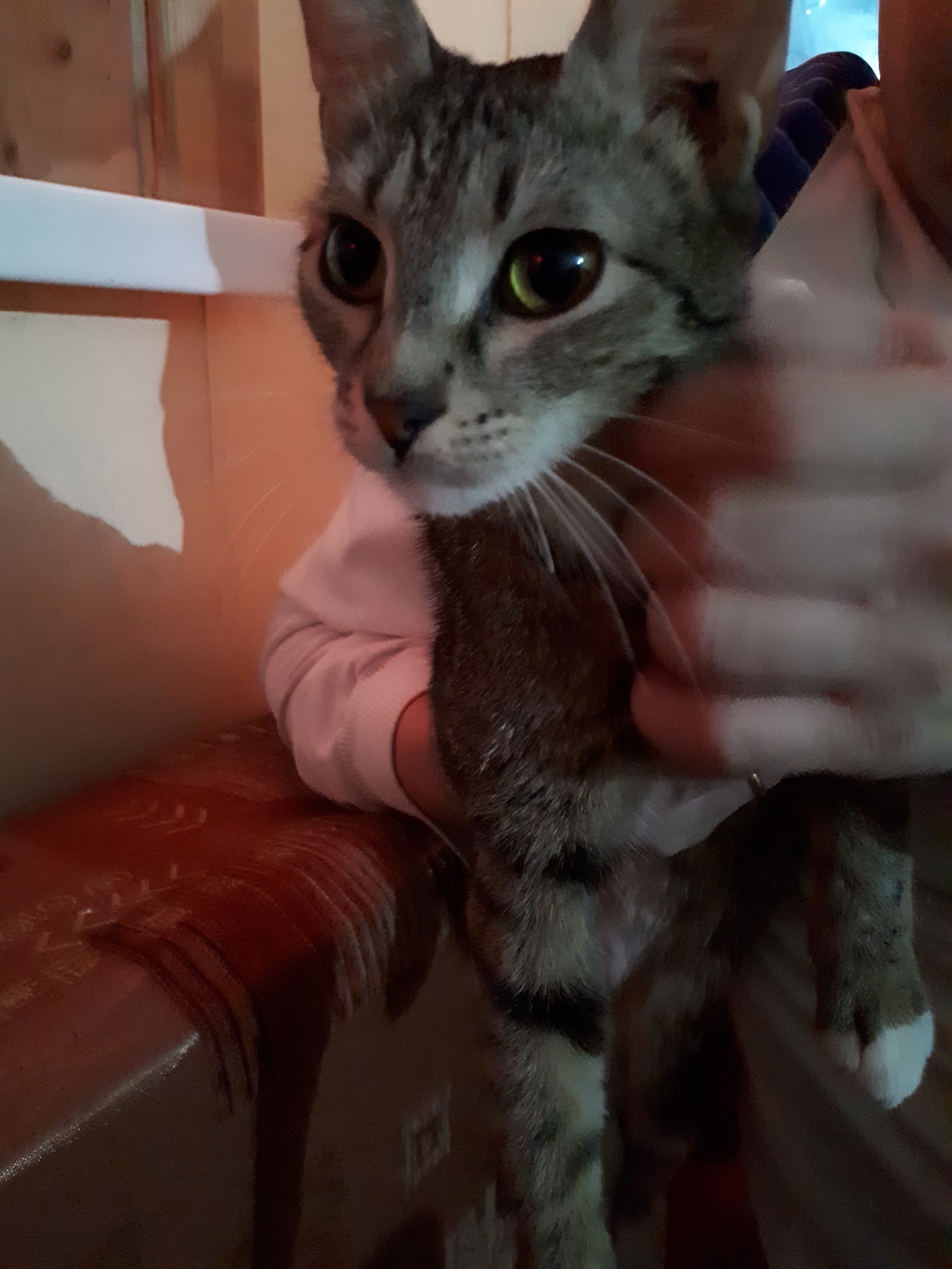Кошка ищет дом! | Пикабу