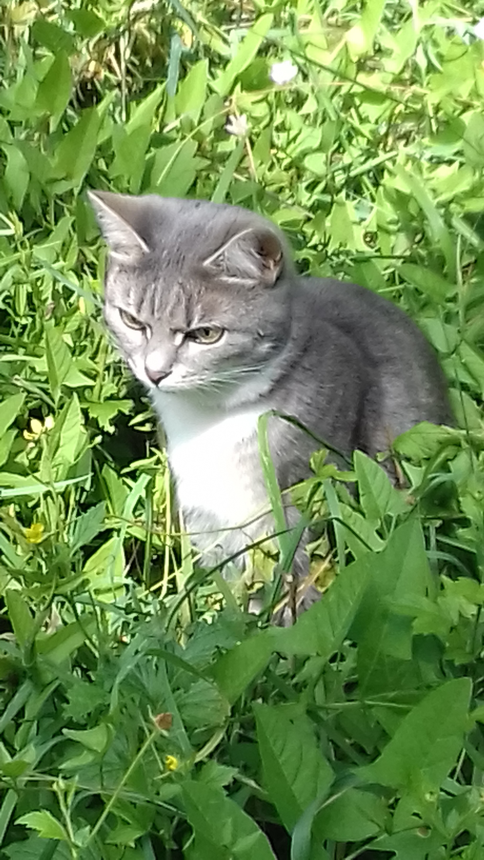 Летний котик | Пикабу