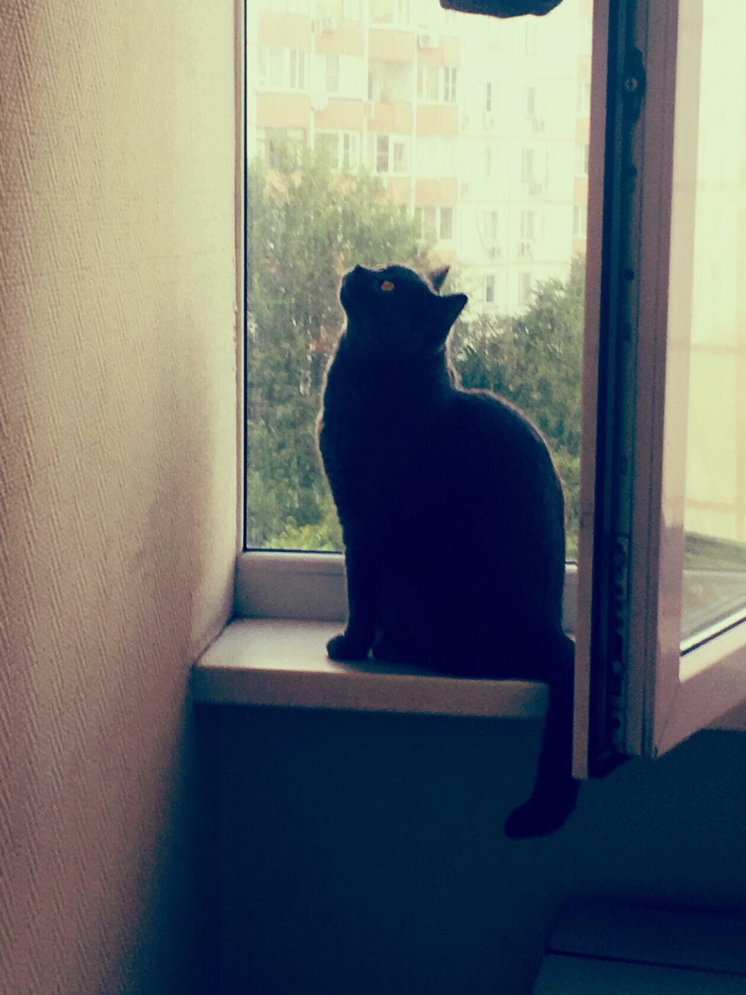 Колбас | Пикабу